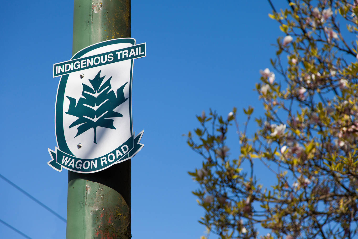 Indigenous Trail/Wagon Road - Sonny Assu | Interdisciplinary Artist