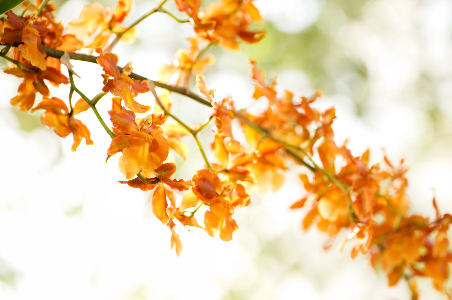 Orange Oncidium I - Dawn Herlihy Reilly Photographer