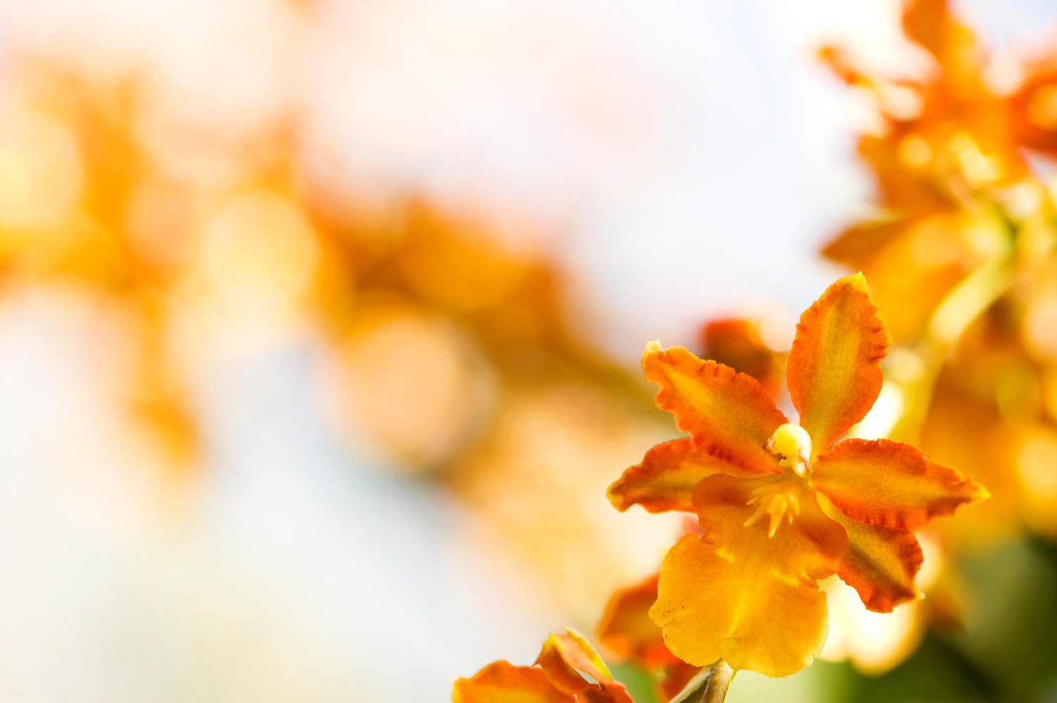 Orange Oncidium I - Dawn Herlihy Reilly Photographer