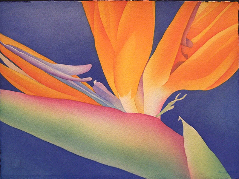Bird of Paradise - Anne Popperwell Paintings