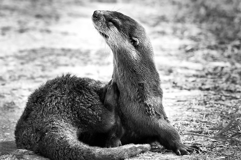 WL14_3786B_VieraWetland_Florida_Otter Scratching - gwjones photography
