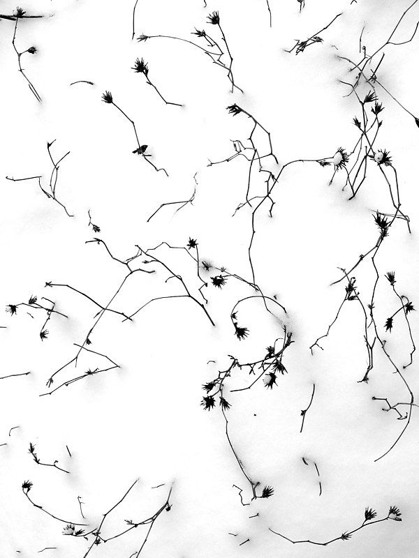 Twig Pattern - Stuart Diekmeyer Photography