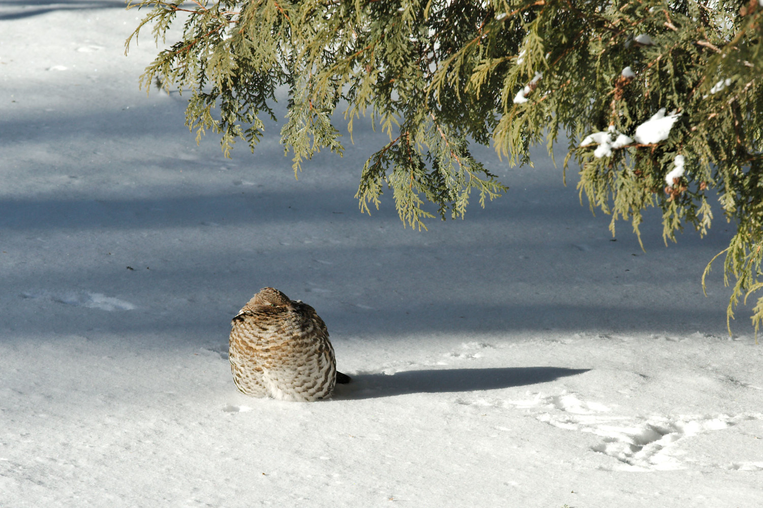 Ruffed Grouse Sunning In The Snow On a Very Cold Day - Marc Brisson