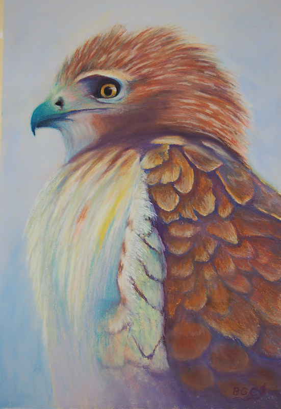 Red_Tailed_Hawk - Brent Ciccone - Artist