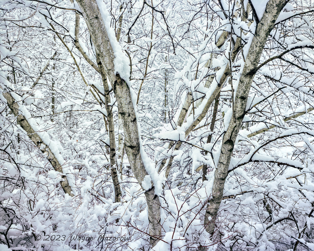 Gray Birch, Winter - Wayne Mazorow Photography