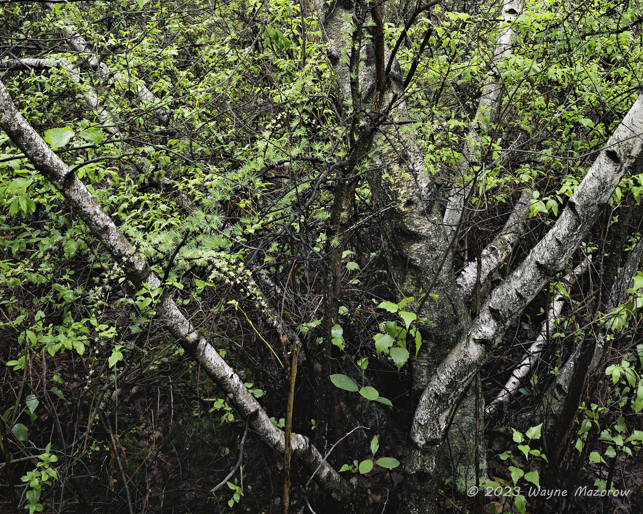 Gray Birch, Spring - Wayne Mazorow Photography