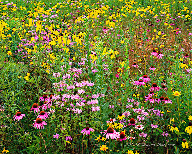 Prairie in Bloom - Wayne Mazorow Photography