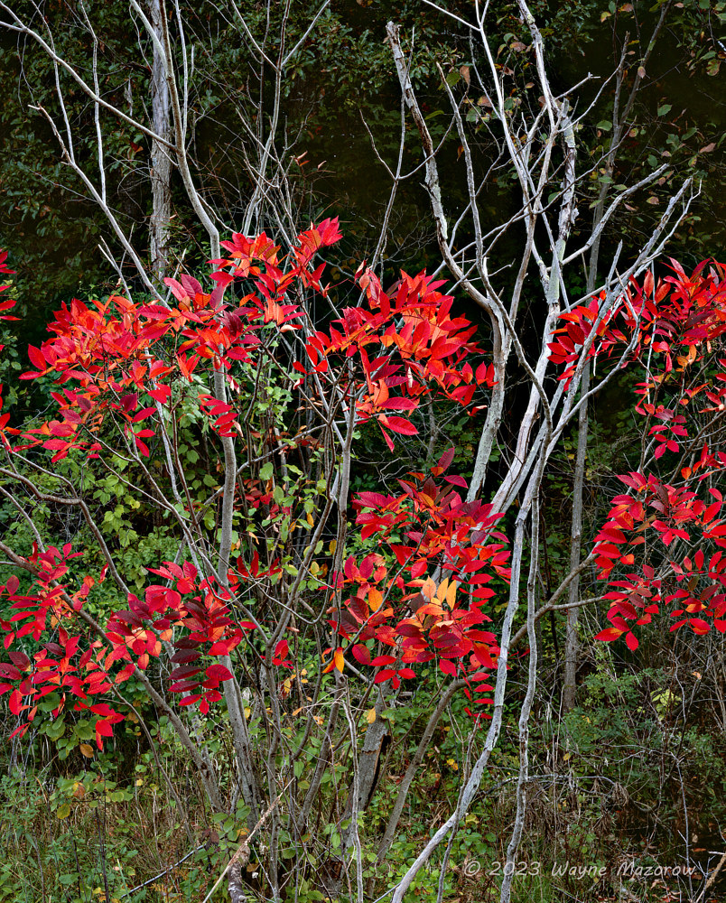 Poison Sumac, Autumn - Wayne Mazorow Photography