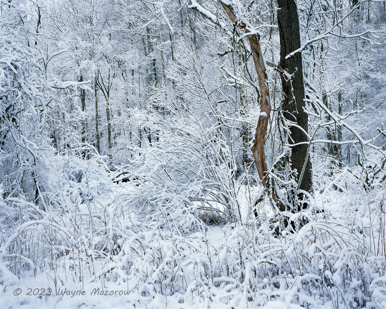 Winter Woodland - Wayne Mazorow Photography