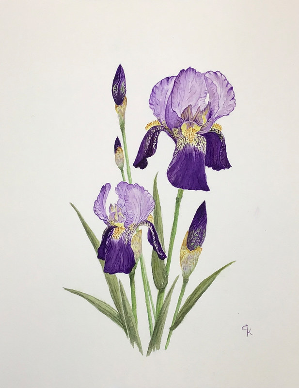 Iris - Kathryn Phebus - Artist