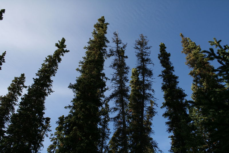 Yukon trees - Belinda Harrow - Artist