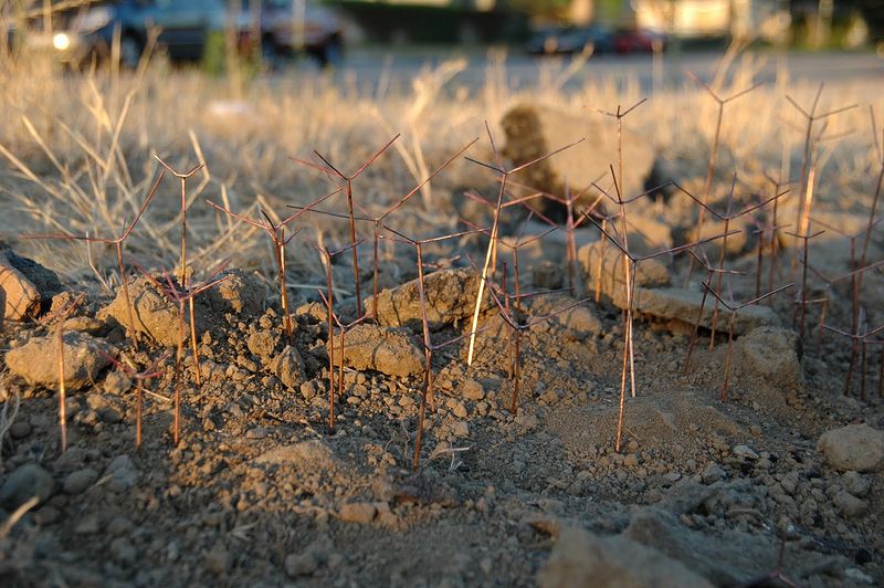 Copper Grass - Jacqueline Bell Johnson